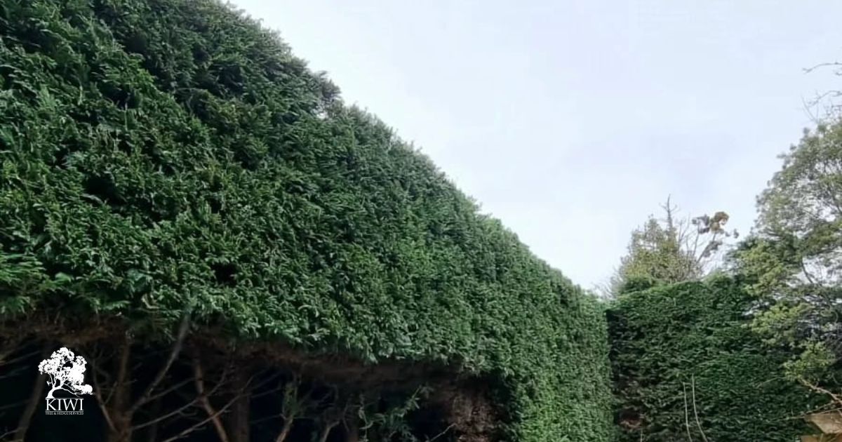 Hedge Cutting Eastergate - West Sussex