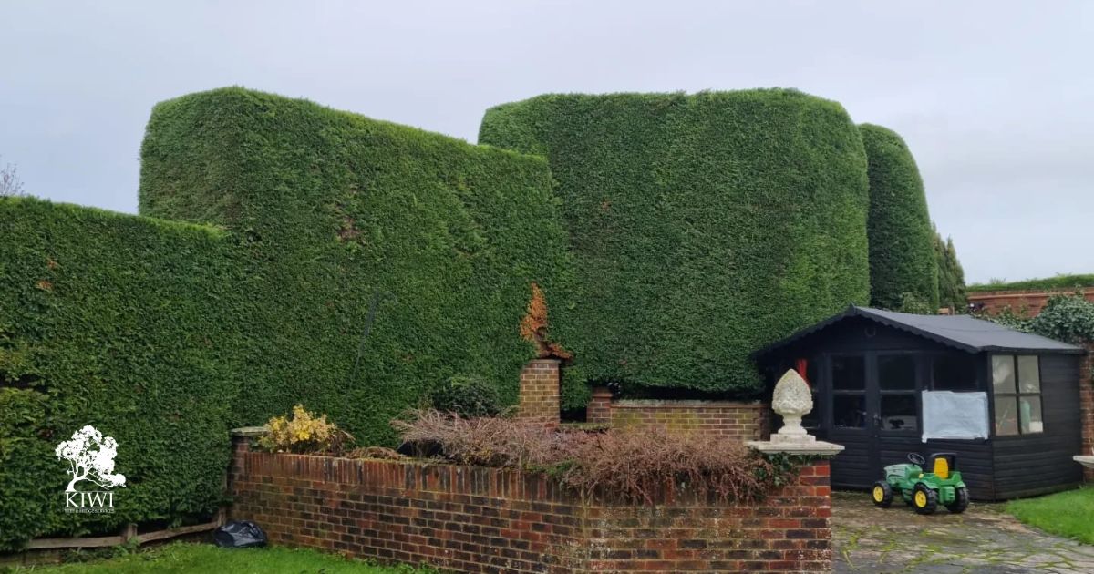Hedge Cutting Yapton - West Sussex