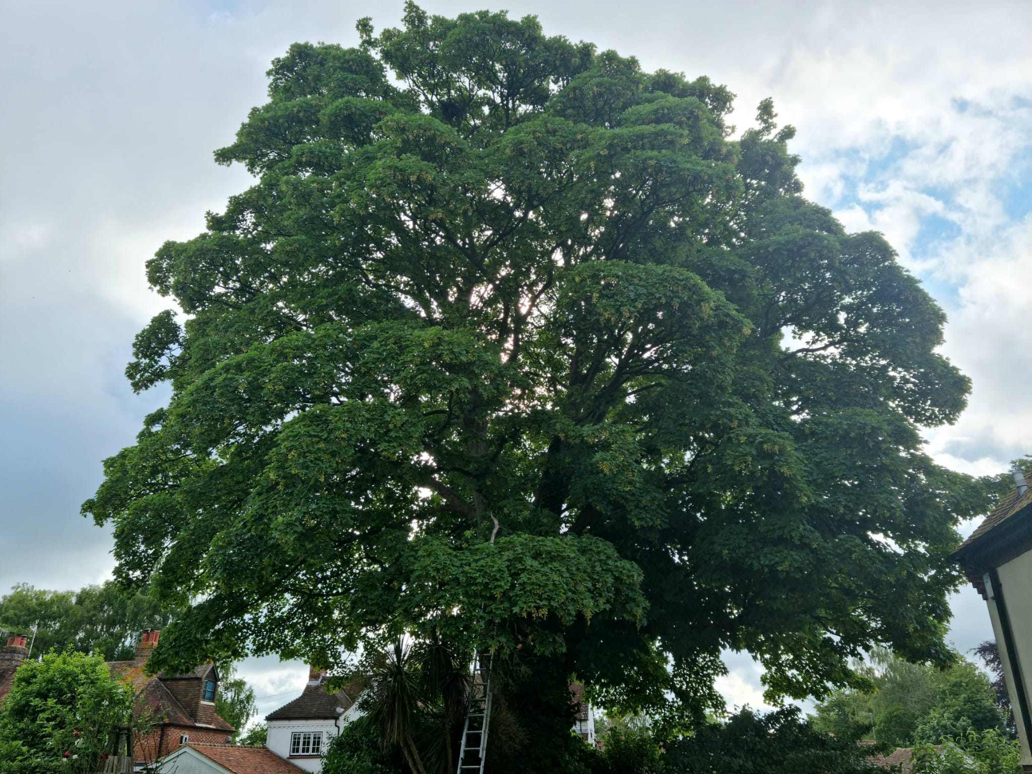 Tree Crown Reduction in Arun District: What You Need to Know